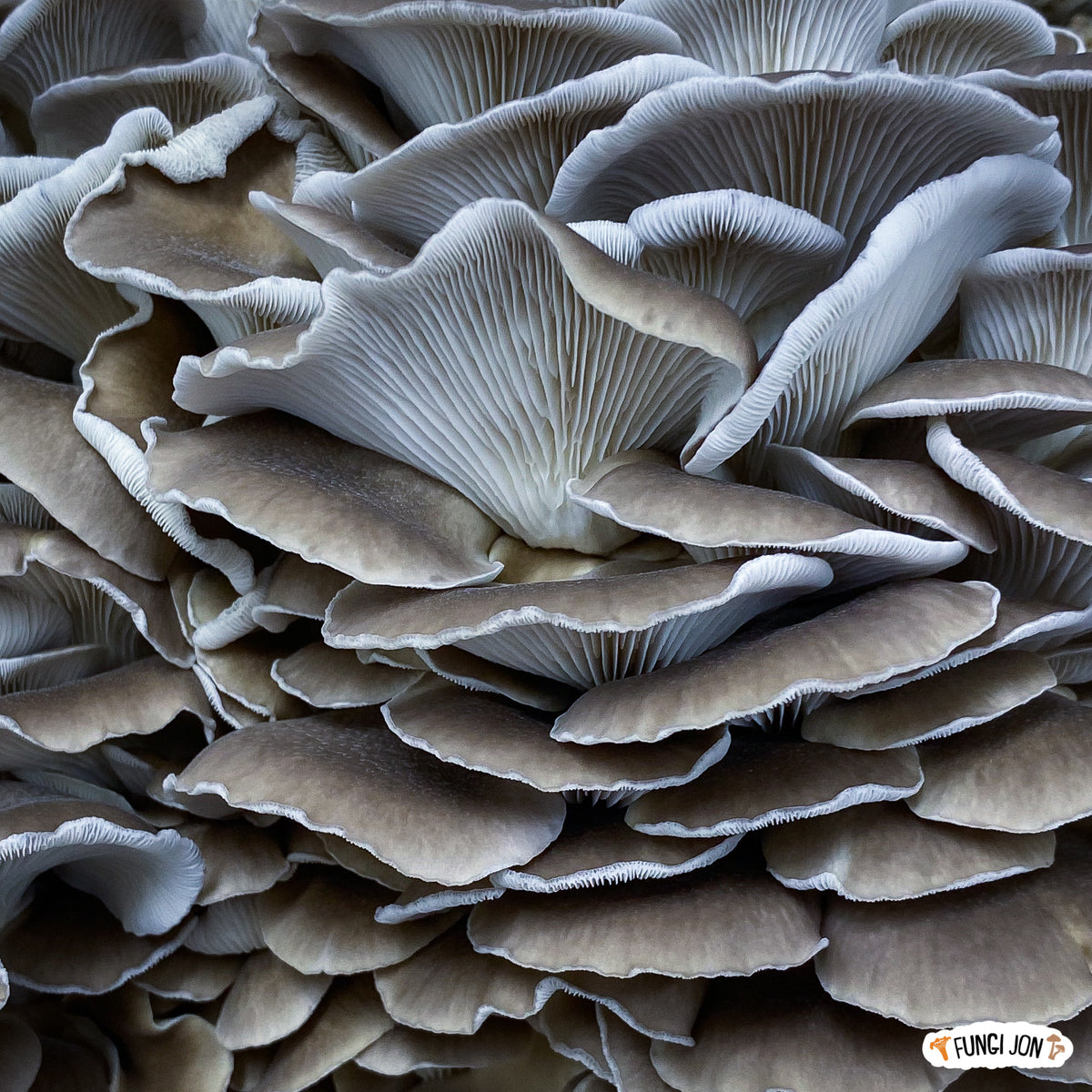 Italian Brown Oyster Grow-It-Yourself Kit – Fungi Jon