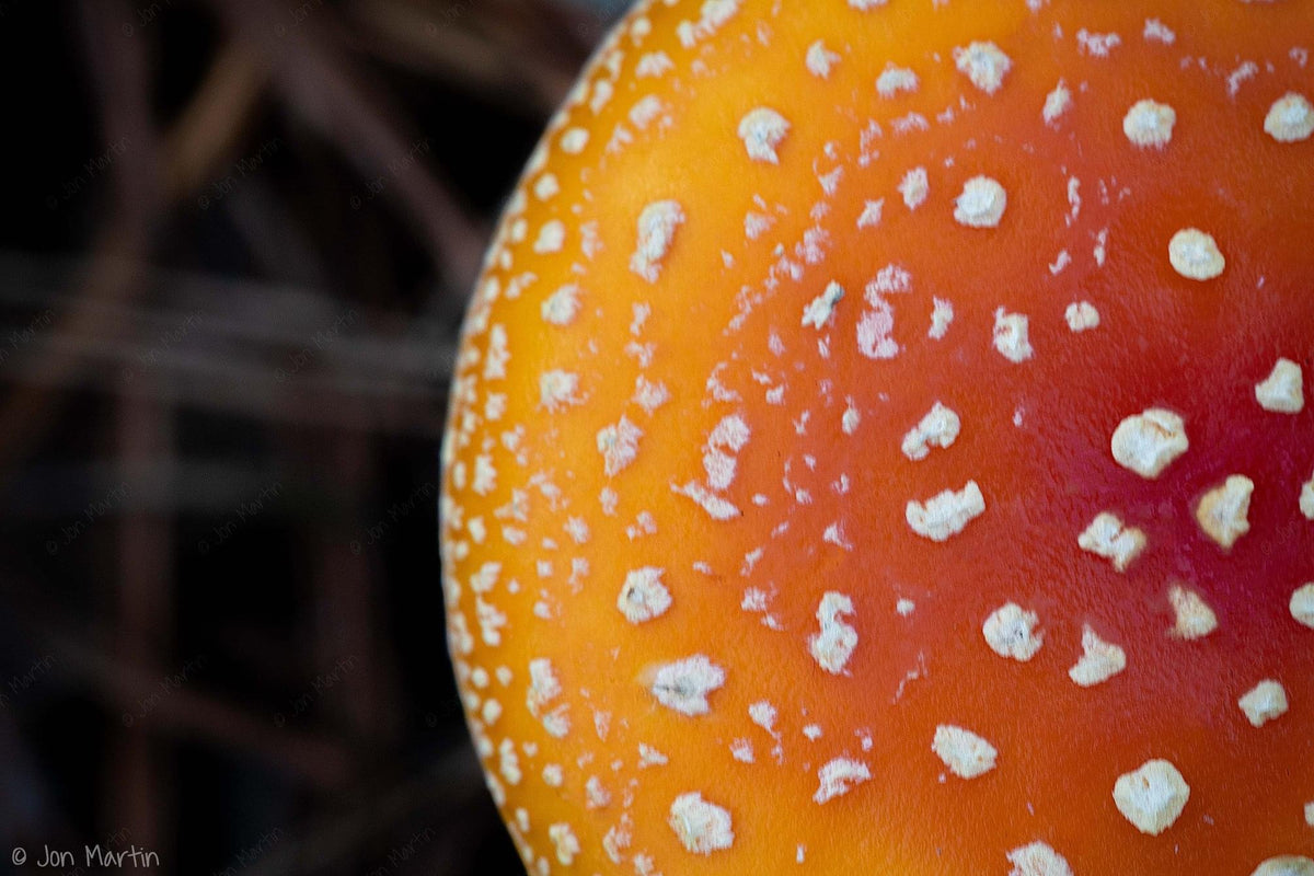 Amanita give you a gift for Christmas – Fungi Jon