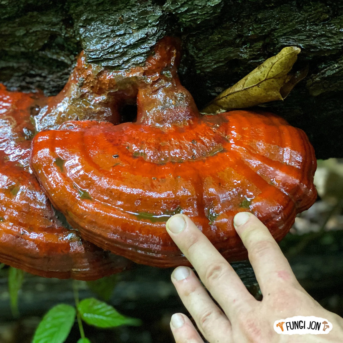 Reishi Liquid Extract – Fungi Jon