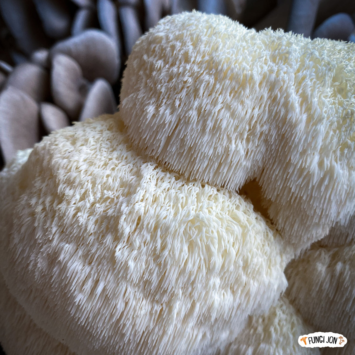 Lion’s Mane Grow-It-Yourself Kit – Fungi Jon